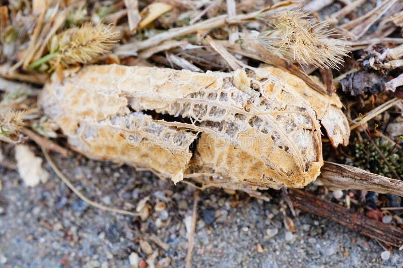 Peanut shell stock photo. Image of pollinator, insect - 45730980