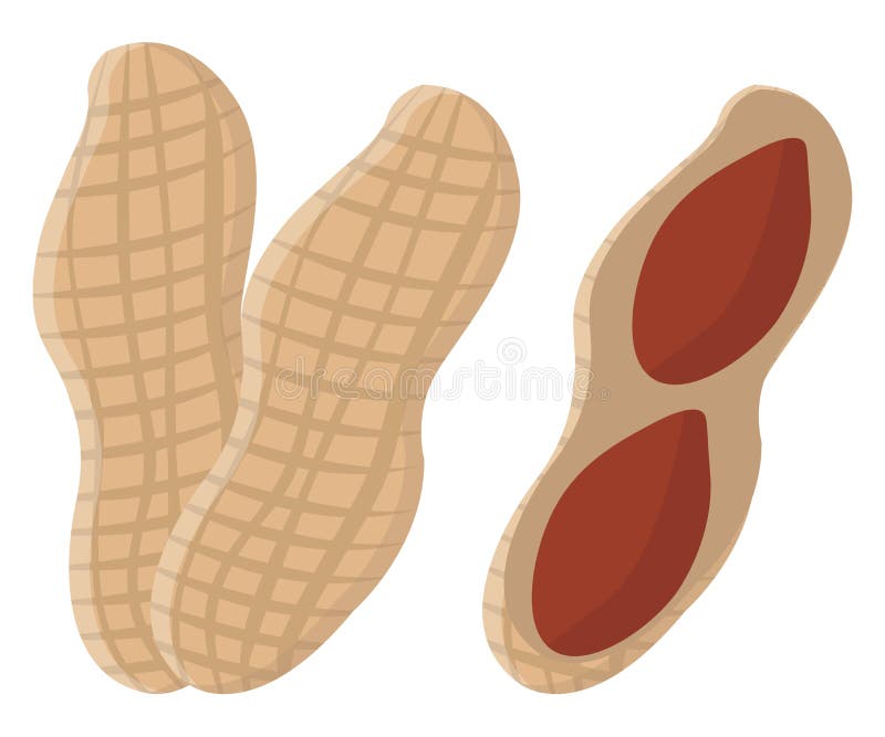 Peanut in shell, icon stock vector. Illustration of design - 262388396