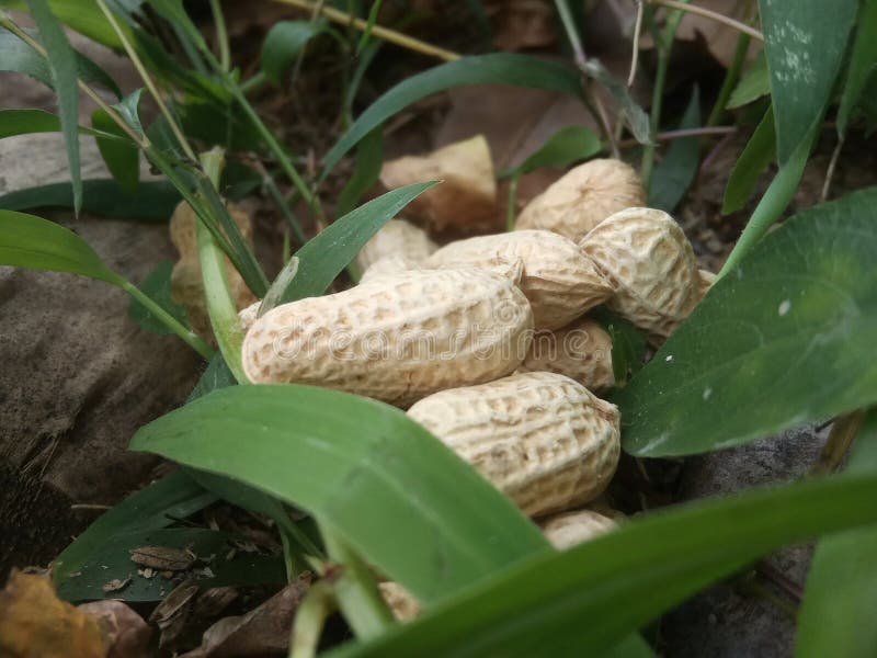 Peanut Shell Lying on the Green Grass Stock Image - Image of animal ...