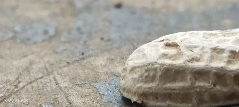 Peanut Shell Marks Exposed To Rainwater Stock Image - Image of marks ...
