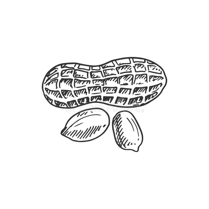 Groundnut Sketch Stock Illustrations – 615 Groundnut Sketch Stock ...