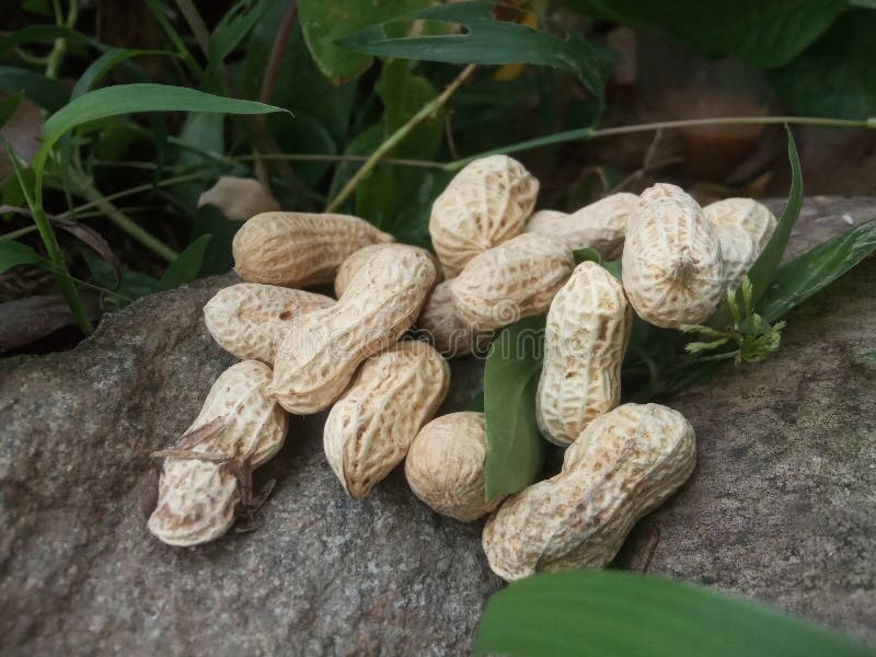 Peanut Shell on a Rock with Green Grass Stock Image - Image of dish ...