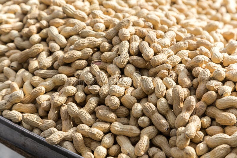 Peanut in a shell texture stock image. Image of brown - 171724165