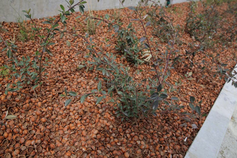 Peanut Shells are Scattered on the Ground Like Mold. Hazelnut Bark ...