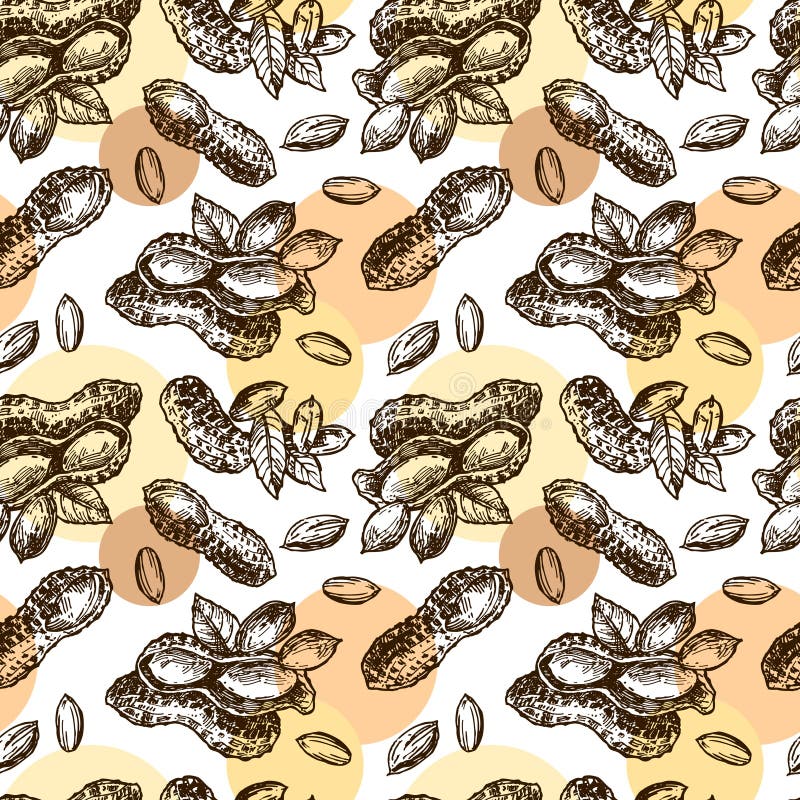 Peanut Sketch Illustration. Hand Drawn Beautiful Set of Groundnut ...
