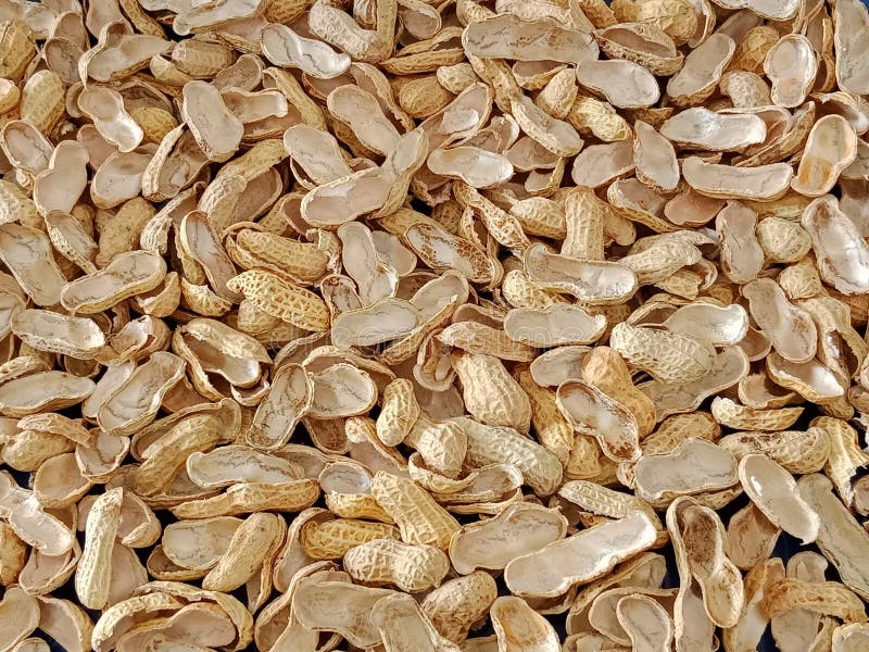 Peanut Skin is Yellow on the Outside and White on the Inside Stock ...