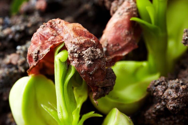 Peanut sprout stock image. Image of agriculture, green - 31440027