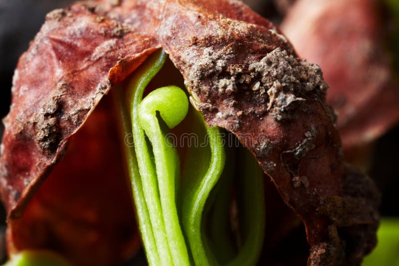 Peanut sprout stock image. Image of arachis, green, goober - 31440031