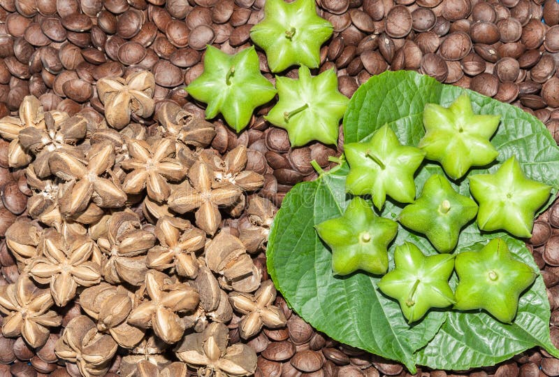 Peanut star shape stock image. Image of plant, inca, crispy - 75100617