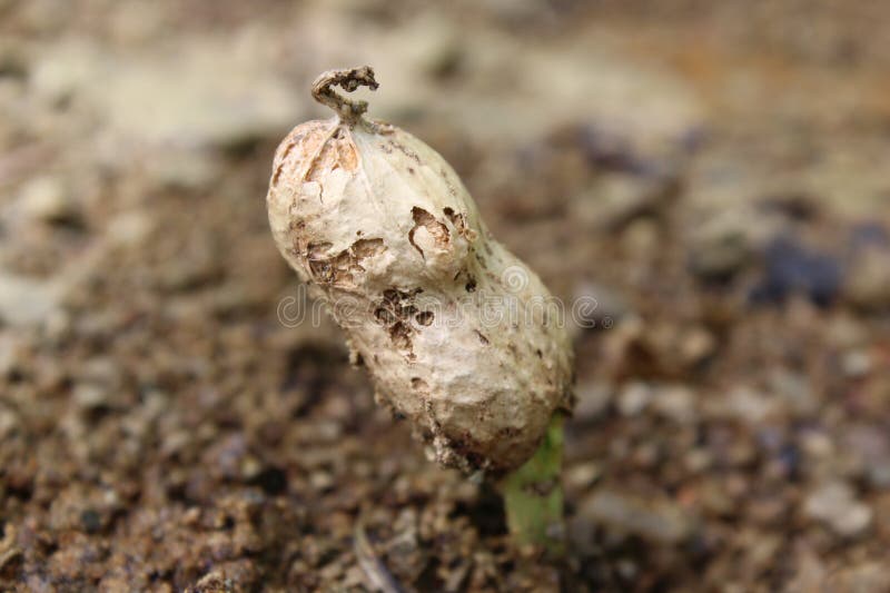 Peanutstrout Stock Photos - Free & Royalty-Free Stock Photos from ...