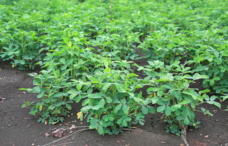 Groundnut Trees Stock Photos - Free & Royalty-Free Stock Photos from ...