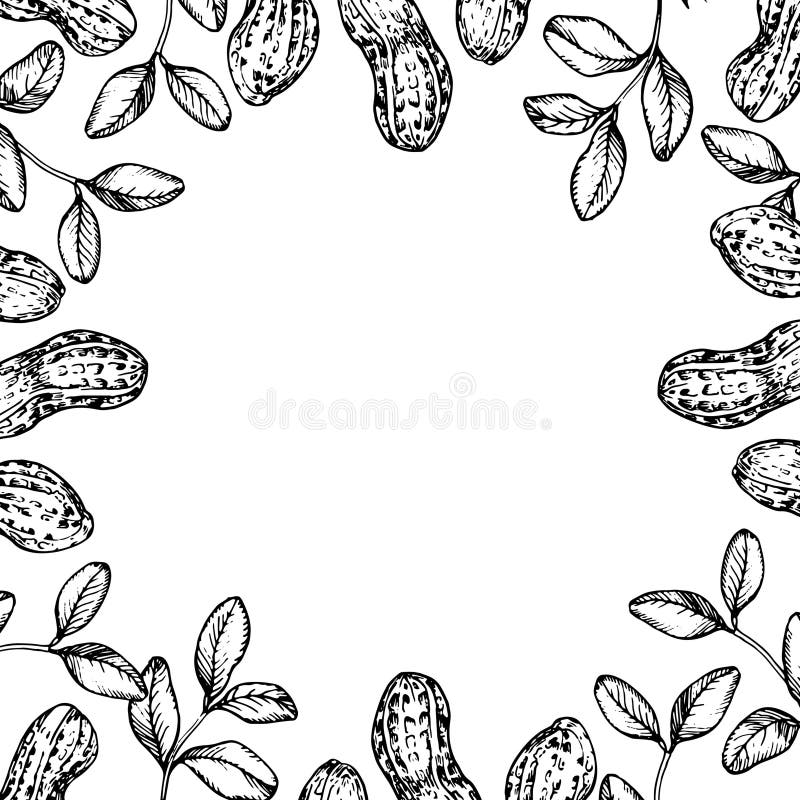 Peanut Vector Frame Hand Drawn with Ink. Graphic Template with Nuts in ...