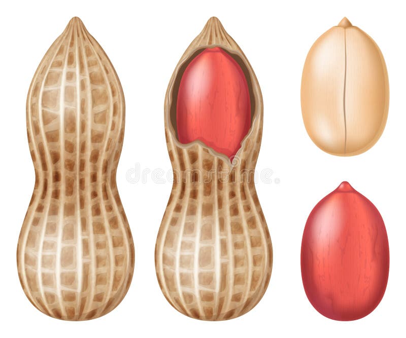 Peanut Whole and Split. Vector Illustration. Stock Vector ...