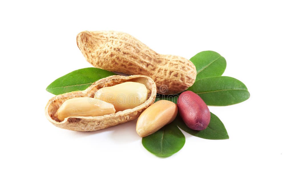 Peanuts stock image. Image of legume, peanuts, shell - 13218977