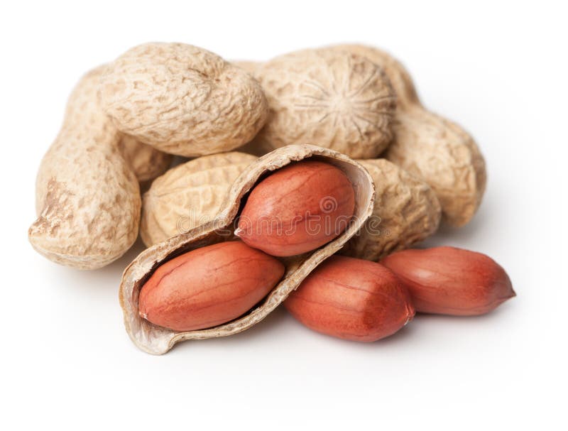 Smerinthus Ocellatus (Eyed Hawk-Moth) Stock Image - Image of macro ...