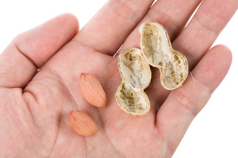 819 Peanuts Hand Isolated Stock Photos - Free & Royalty-Free Stock ...