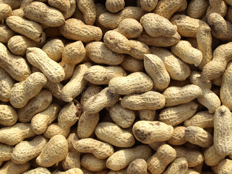 Peanuts Picture. Image: 6870571