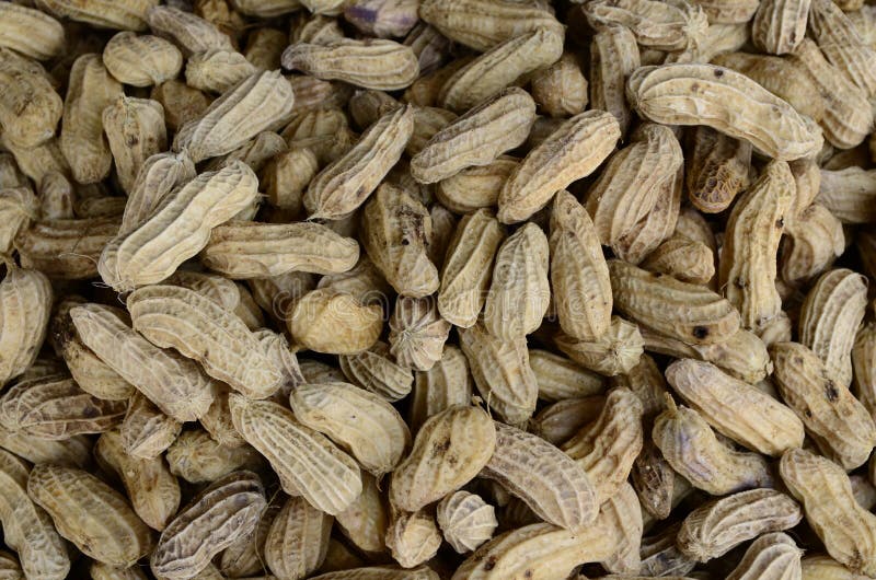 Peanuts stock image. Image of brown, food, thailand, rust - 44553707
