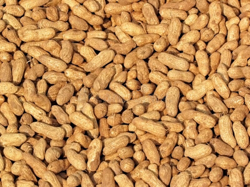 620 Ground Nuts Field Stock Photos - Free & Royalty-Free Stock Photos ...