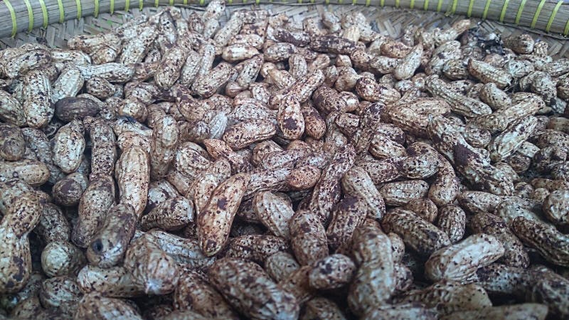 Peanuts that are Being Dried for Processing Stock Photo - Image of ...