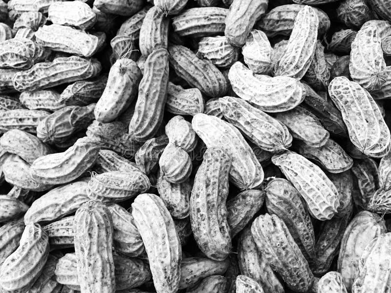 Peanut Shell Cartoon Stock Photos - Free & Royalty-Free Stock Photos ...