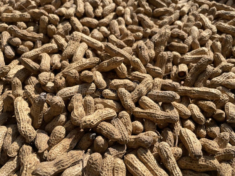 Peanuts Dried in the Sun and Will Be To Eat Stock Image - Image of ...