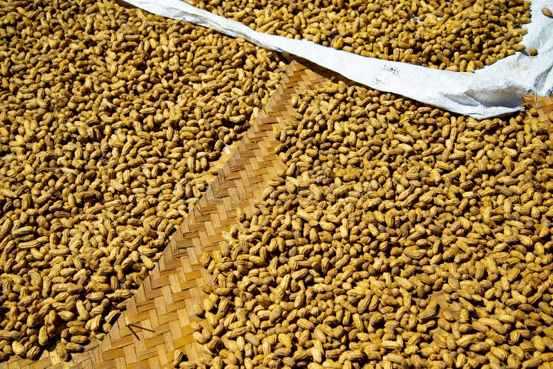 Peanuts Drying stock image. Image of pattern, textured - 160905511