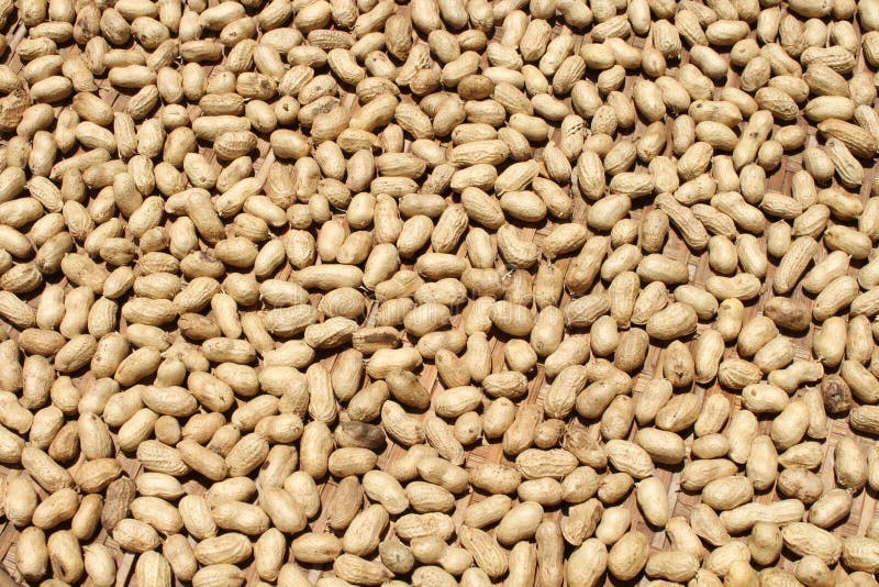 Peanuts drying stock photo. Image of meal, organic, healthy - 20897418