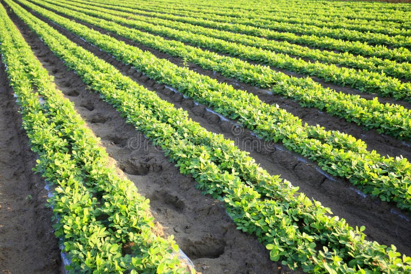 Peanuts in the field stock image. Image of natural, mature - 118836113