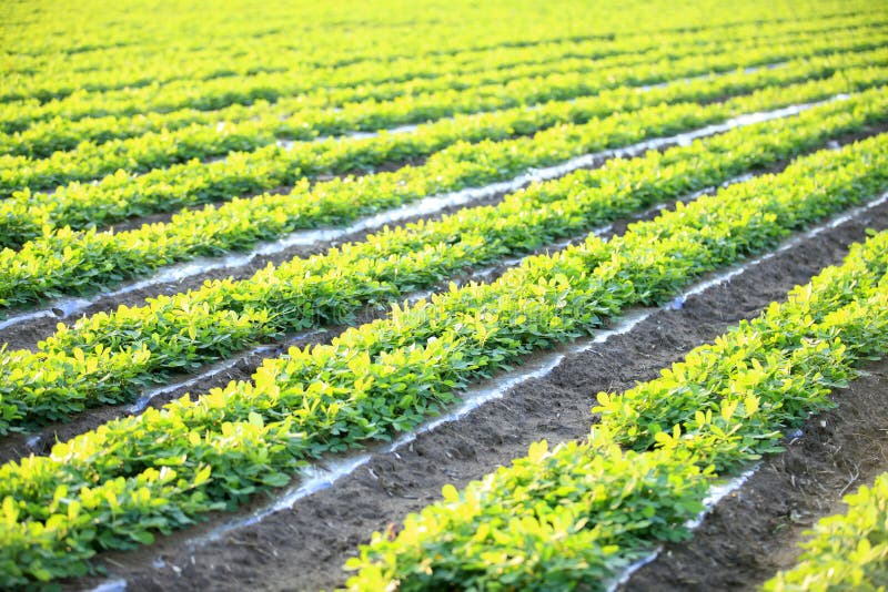 Peanuts in the field stock image. Image of food, grow - 118836163