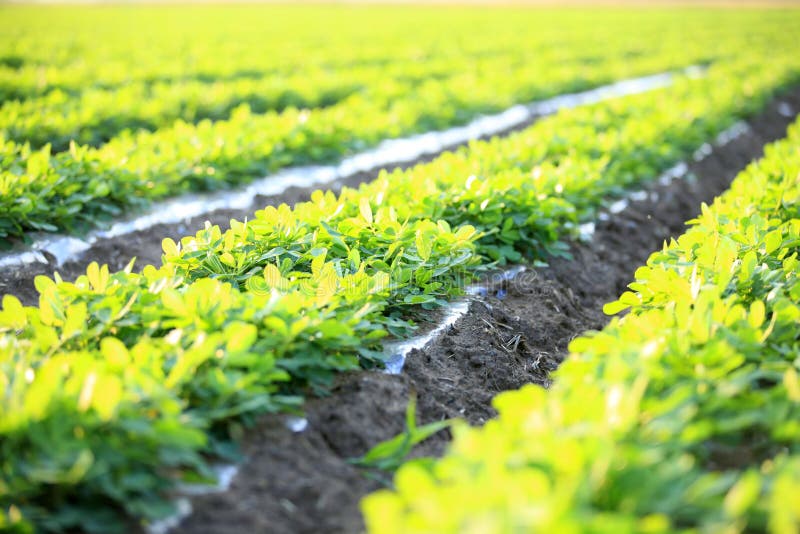 Peanuts in the field stock image. Image of food, grow - 118836163