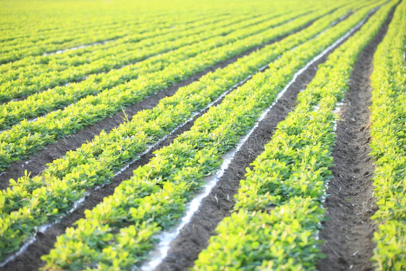 Peanuts in the field stock image. Image of food, grow - 118836163