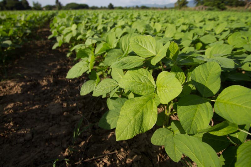 Peanuts tree field stock image. Image of harvest, asia - 54699779