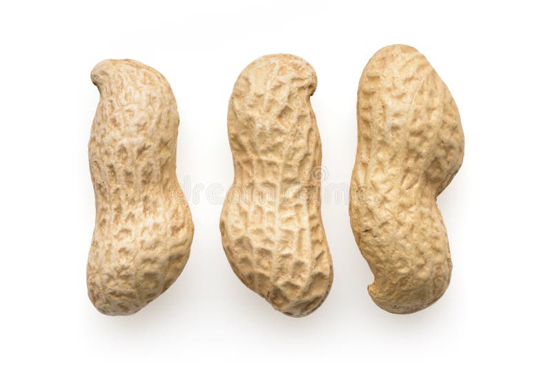 One single whole Peanut stock photo. Image of white, horizontal - 12112492