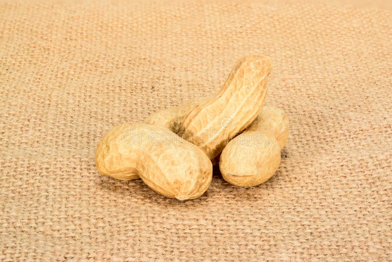 Peanuts. Two Real Whole Nut with Two Kernels in Shell and One with Mad ...