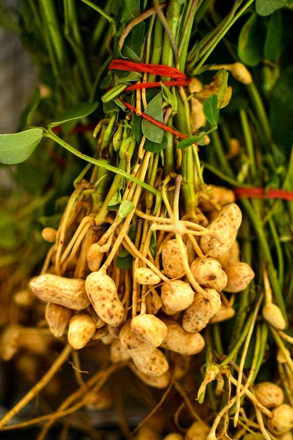 Peanuts, Fresh Peanuts Plants with Roots Stock Image - Image of ground ...