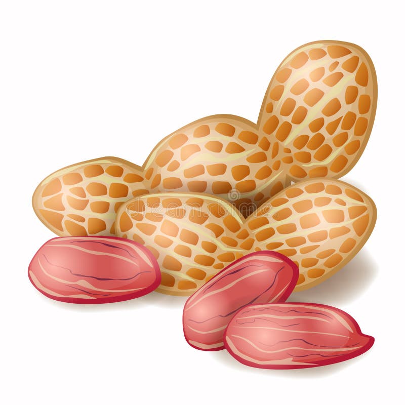 Peanuts stock vector. Illustration of realistic, nutrient - 33164669