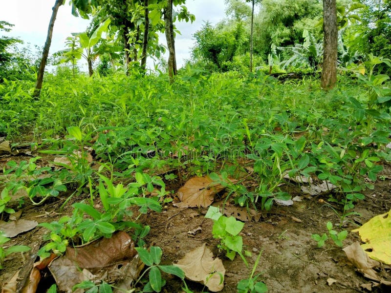 Peanuts Grow Abundantly in the Fields Behind the House Stock Photo ...
