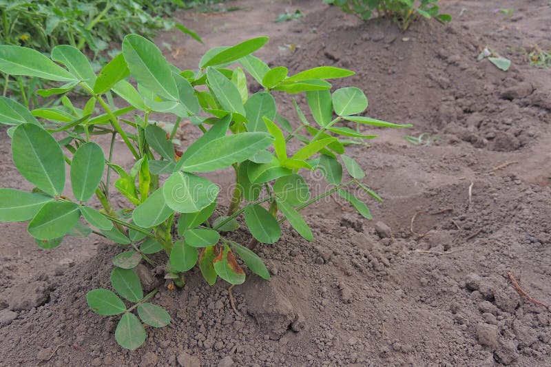 Peanuts Growing in the Garden Stock Image - Image of flora, vegetables ...