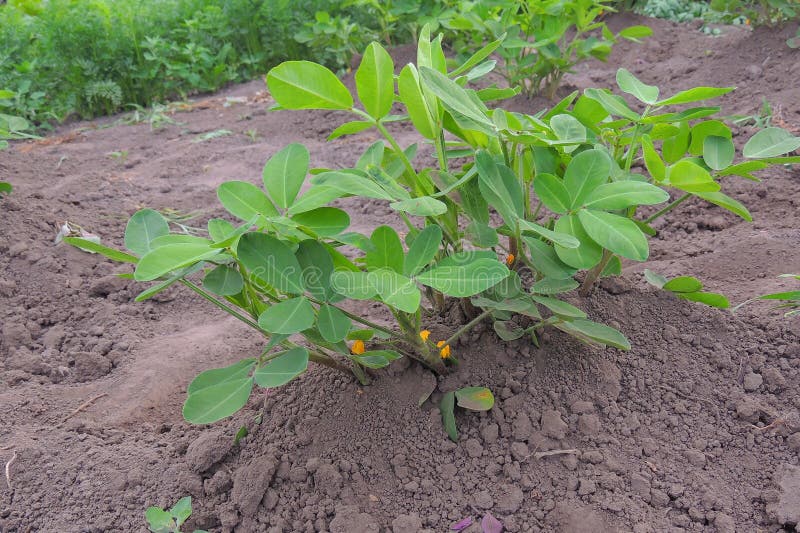 Peanuts Growing in the Garden Stock Photo - Image of nature, agronomist ...