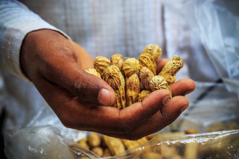 Peanuts in a hand stock photo. Image of hand, seed, snack - 33517332