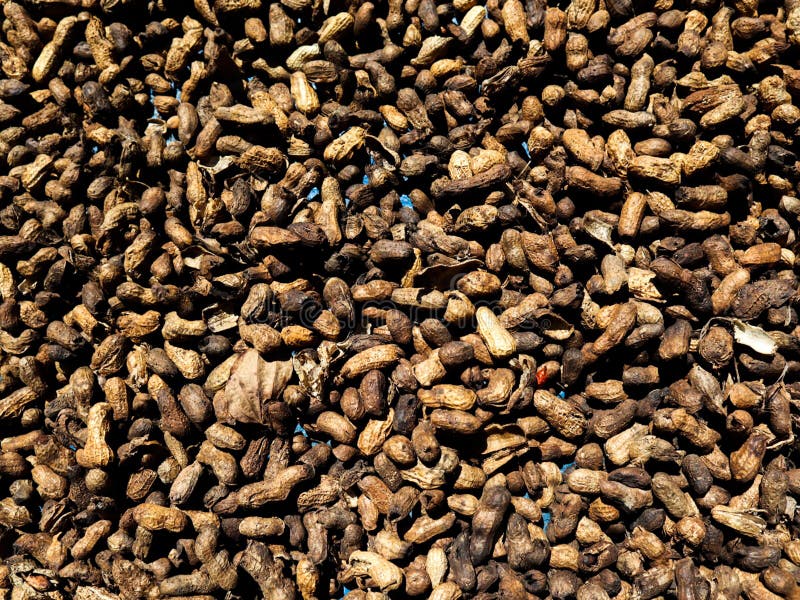 Peanuts after Harvesting and Sun Drying Process Stock Photo - Image of ...