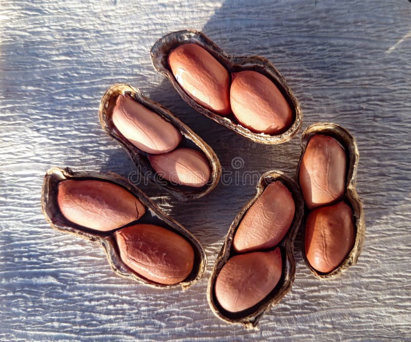 Peanuts that Have Been Opened, Illuminated by the Sun in the Afternoon ...