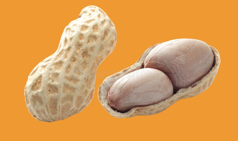 Peanuts isolated stock image. Image of group, fruit, nutshell - 26583179