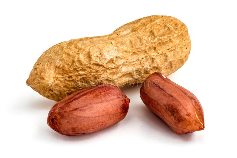 Peanuts - isolated stock image. Image of fitness, earth - 109267235