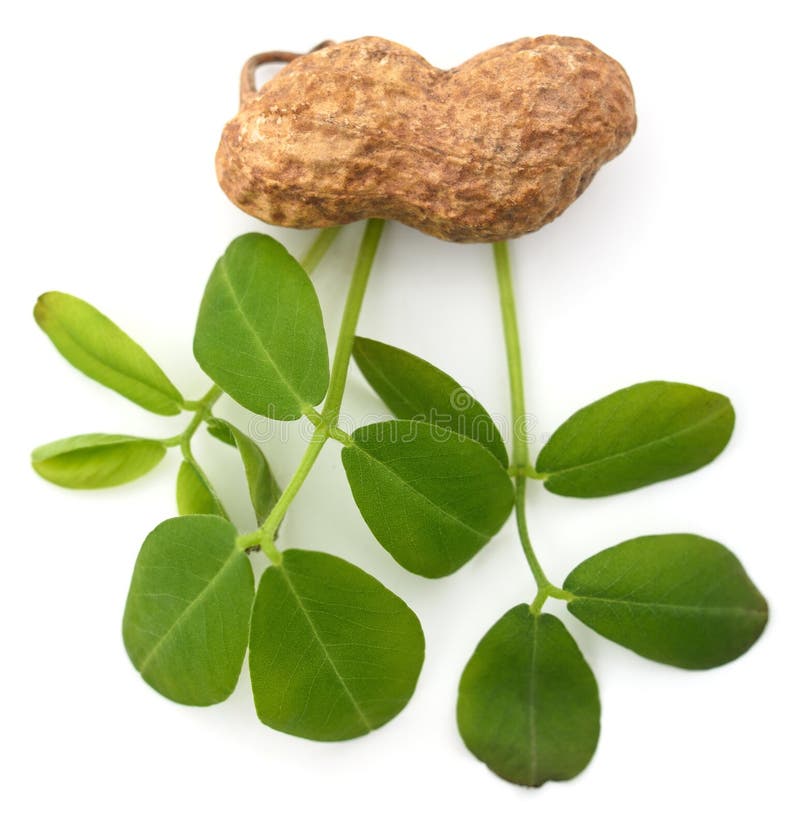 Peanuts and leaves stock photo. Image of eating, tasty - 184389264