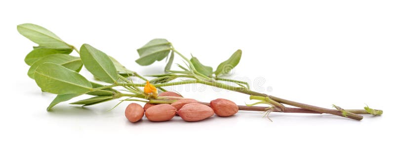 Peanuts and leaves stock image. Image of nutshell, diet - 231774277