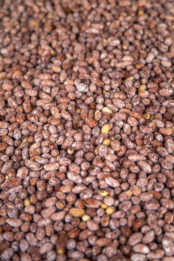 Peanut stock image. Image of shell, food, macro, bumpy - 28376669