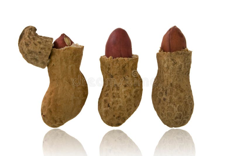 Peanut Plant stock photo. Image of landscape, harvesting - 17438416