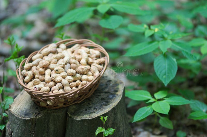 Peanuts in the nature stock photo. Image of beauty, ingredient - 128047726